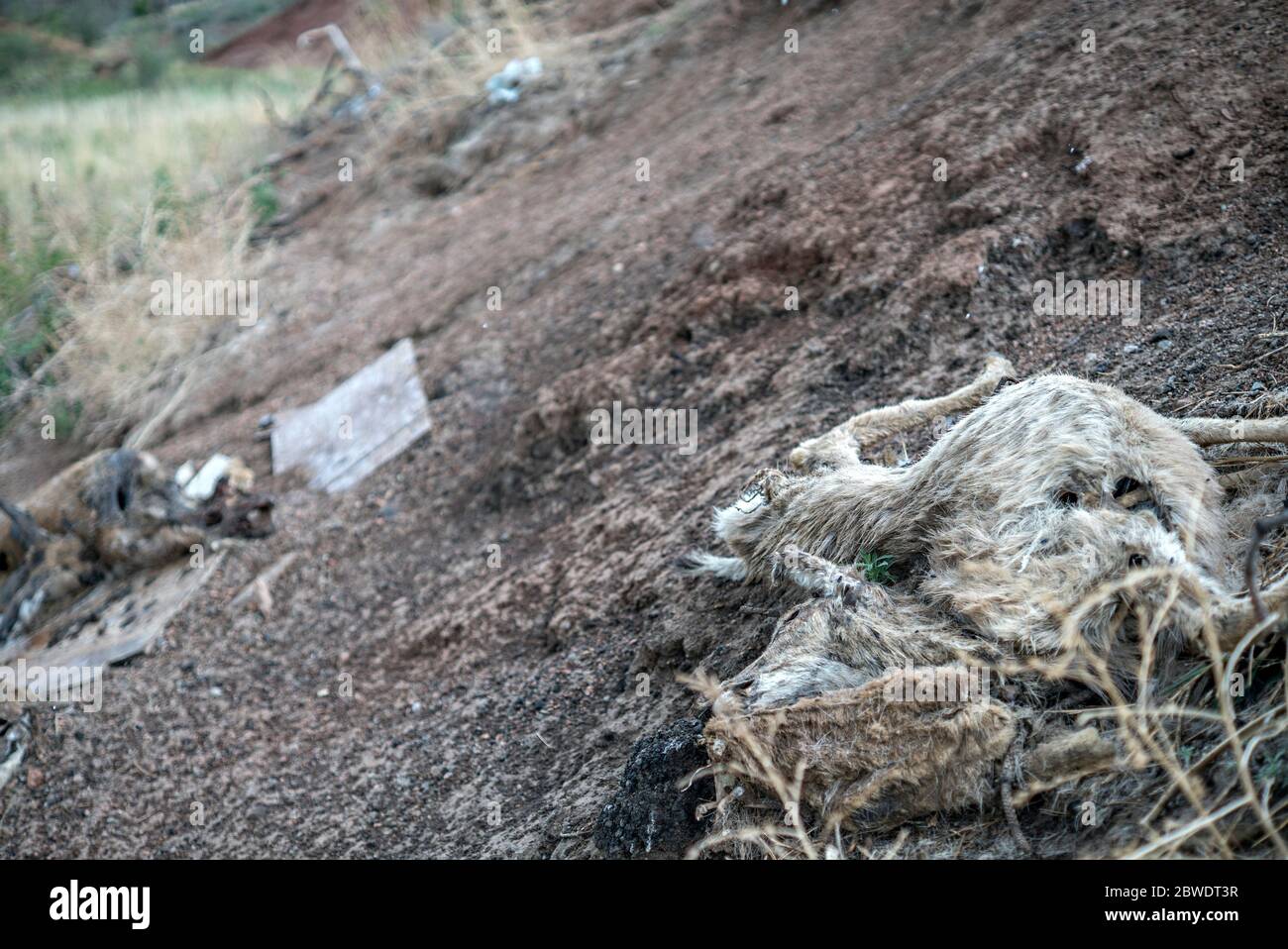 Kadaver in der landschaft -Fotos und -Bildmaterial in hoher Auflösung ...