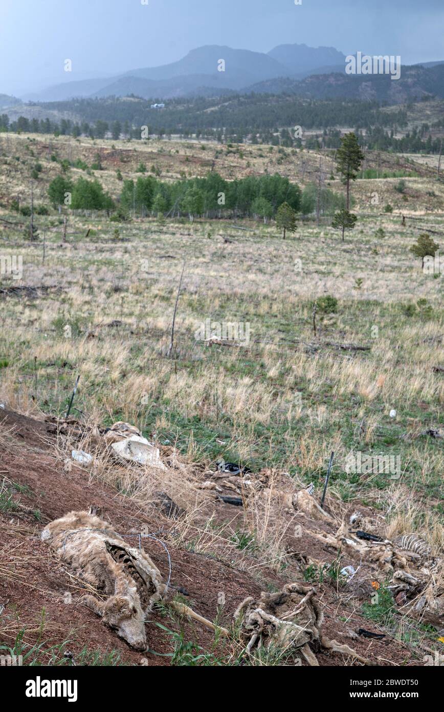 Kadaver in der landschaft -Fotos und -Bildmaterial in hoher Auflösung ...
