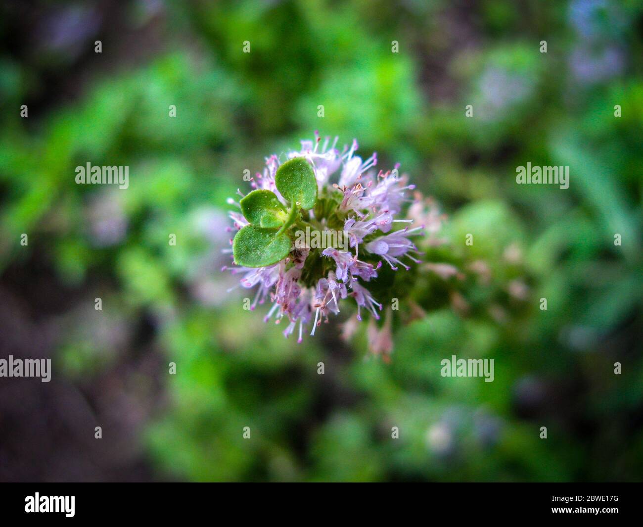 Pennyroyal Mentha pulegium Mountain Mint. Nahaufnahme der Heilpflanze ...