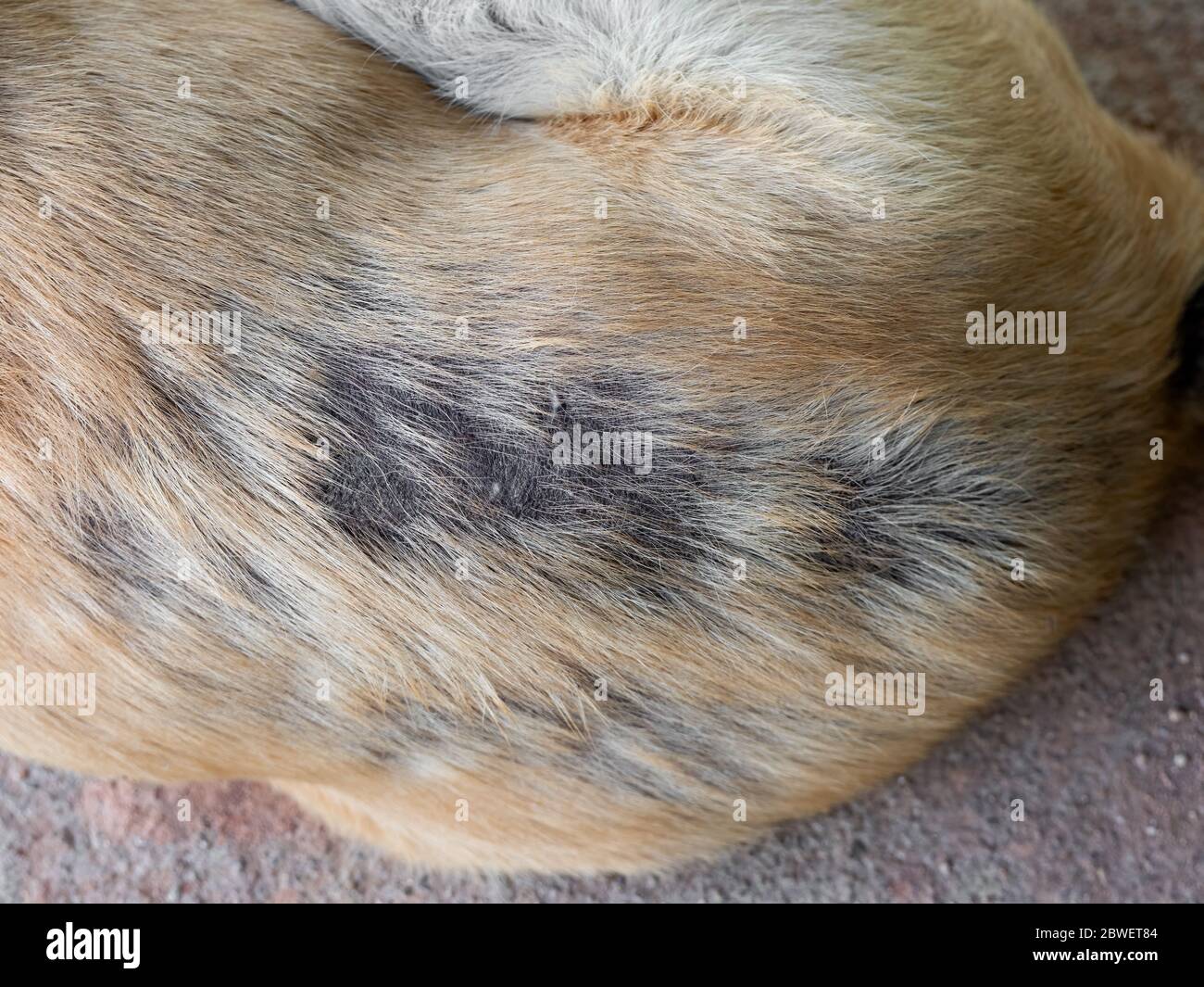 Alopecia animal -Fotos und -Bildmaterial in hoher Auflösung – Alamy
