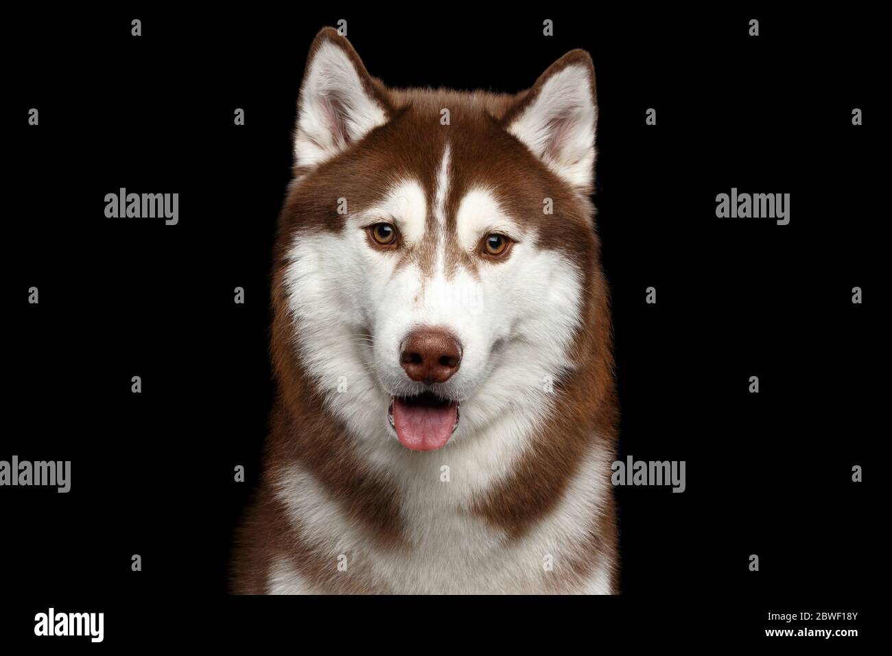 Brauner Husky Stockfotos und -bilder Kaufen - Alamy