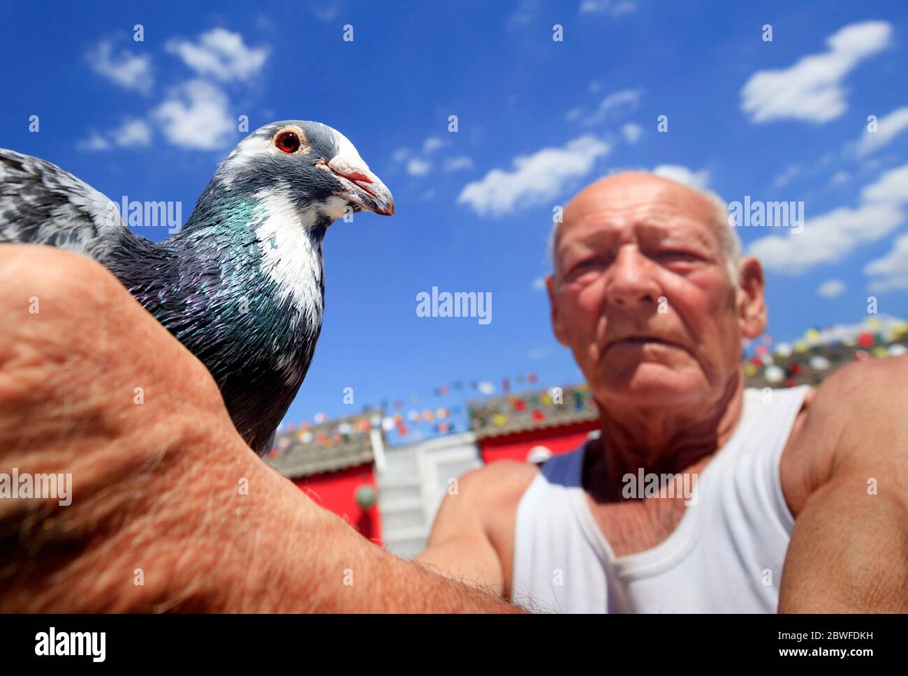 Tauben im stall -Fotos und -Bildmaterial in hoher Auflösung – Alamy