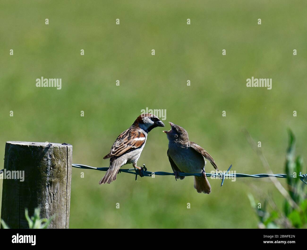 Haussperlinge gras -Fotos und -Bildmaterial in hoher Auflösung – Alamy