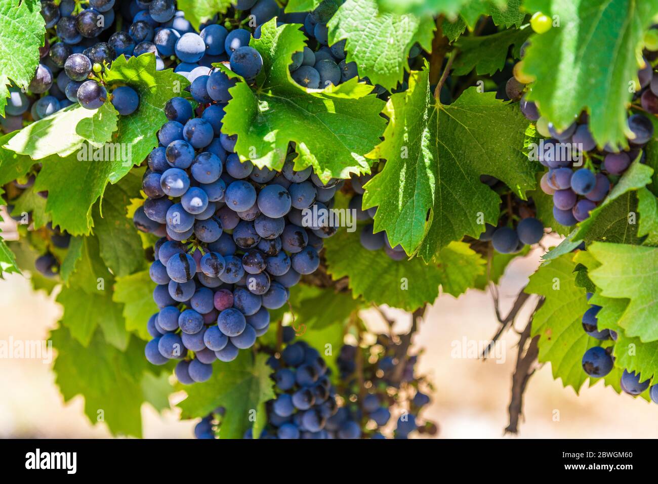 Weinbau Weinbaugebiet Stockfotos und -bilder Kaufen - Alamy
