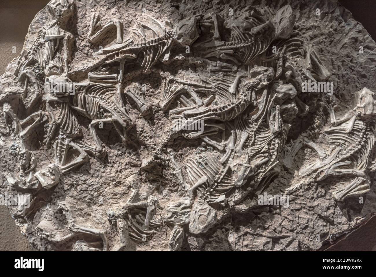 Geologic time scale -Fotos und -Bildmaterial in hoher Auflösung – Alamy