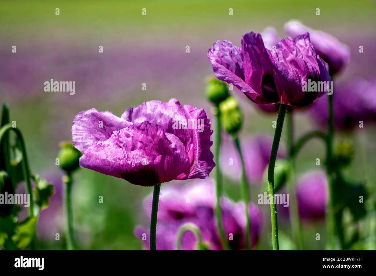 Lila mohnblume -Fotos und -Bildmaterial in hoher Auflösung – Alamy