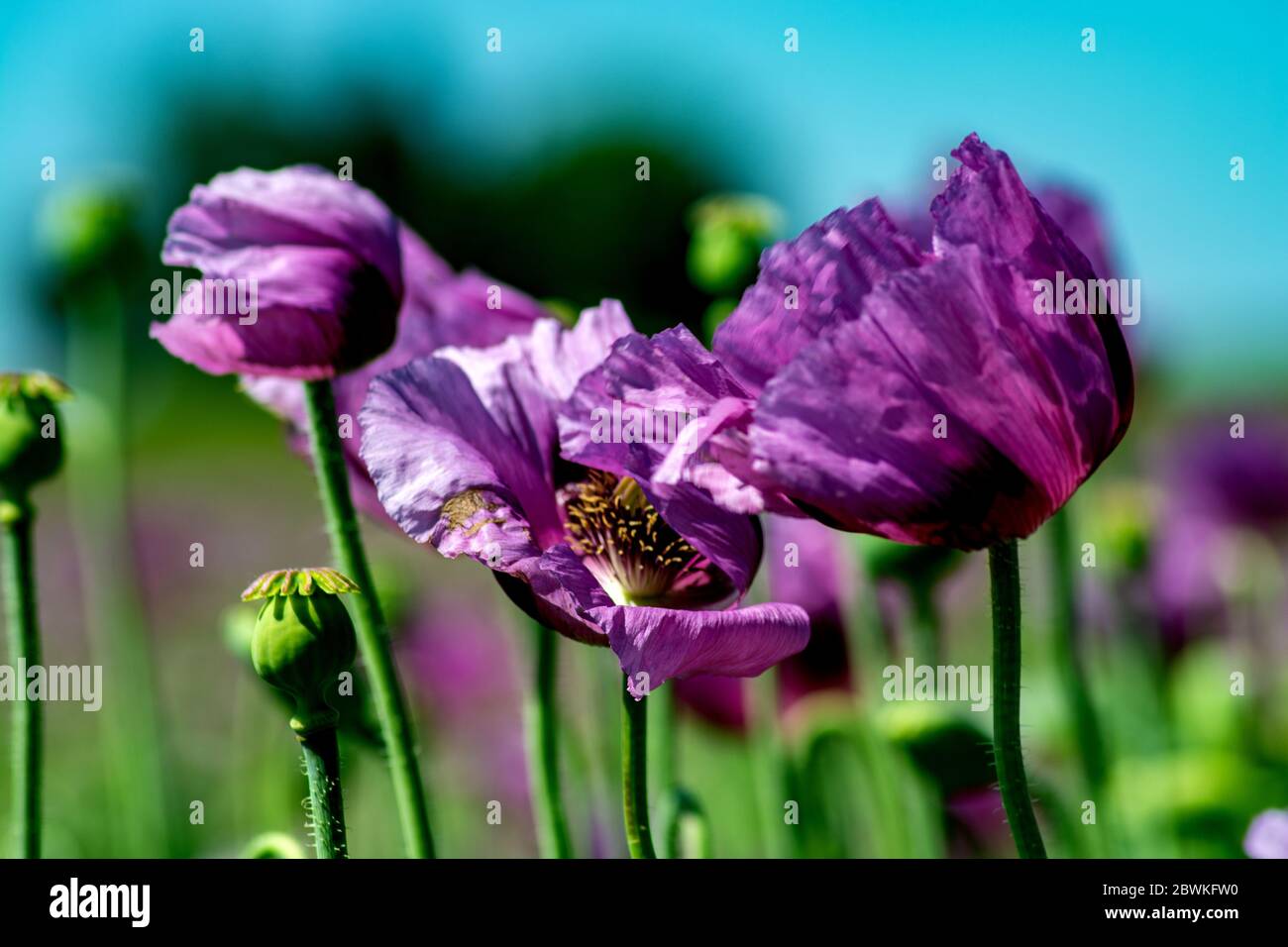 Lila mohn -Fotos und -Bildmaterial in hoher Auflösung – Alamy