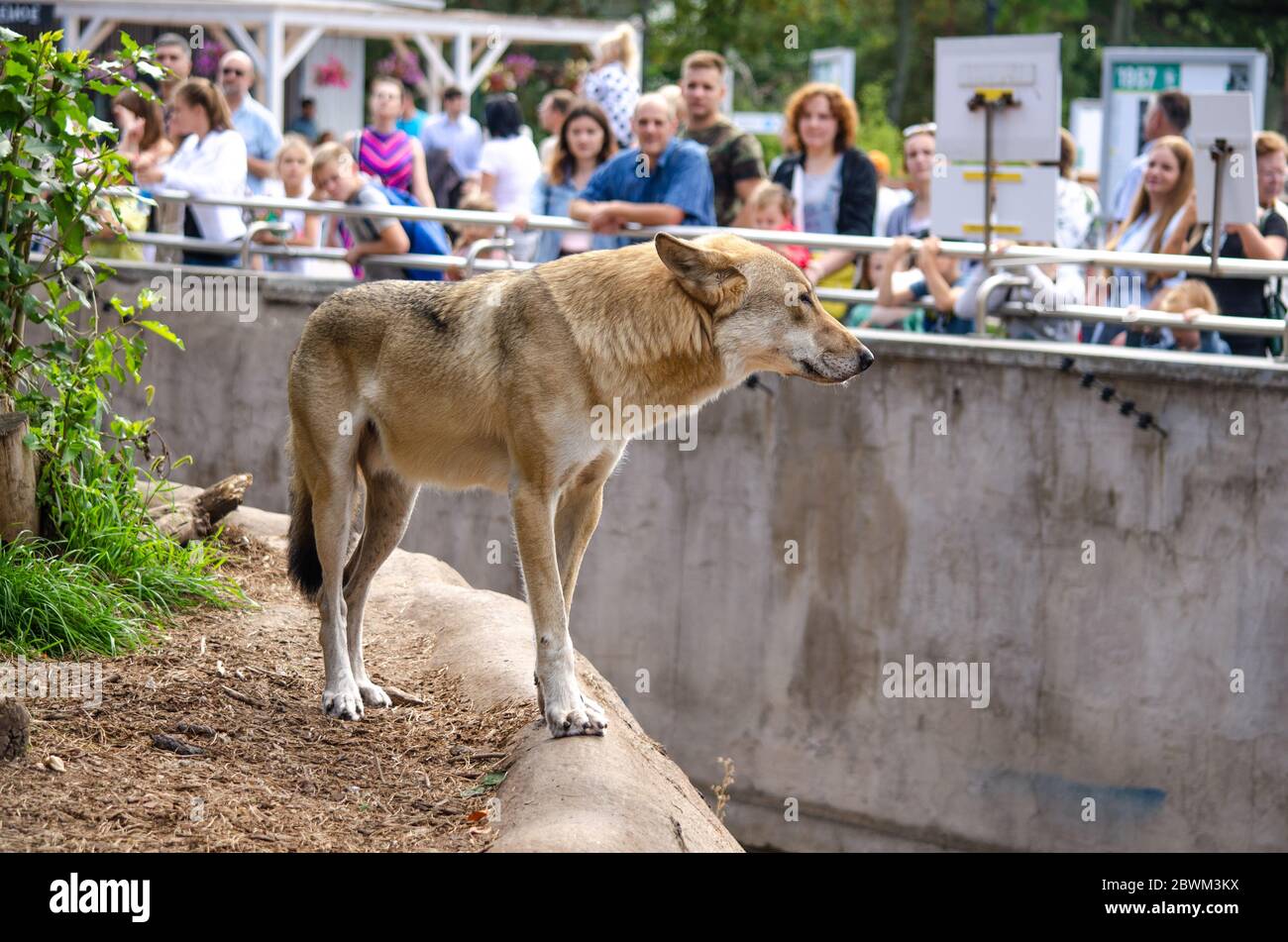 Wolf in zoo -Fotos und -Bildmaterial in hoher Auflösung – Alamy