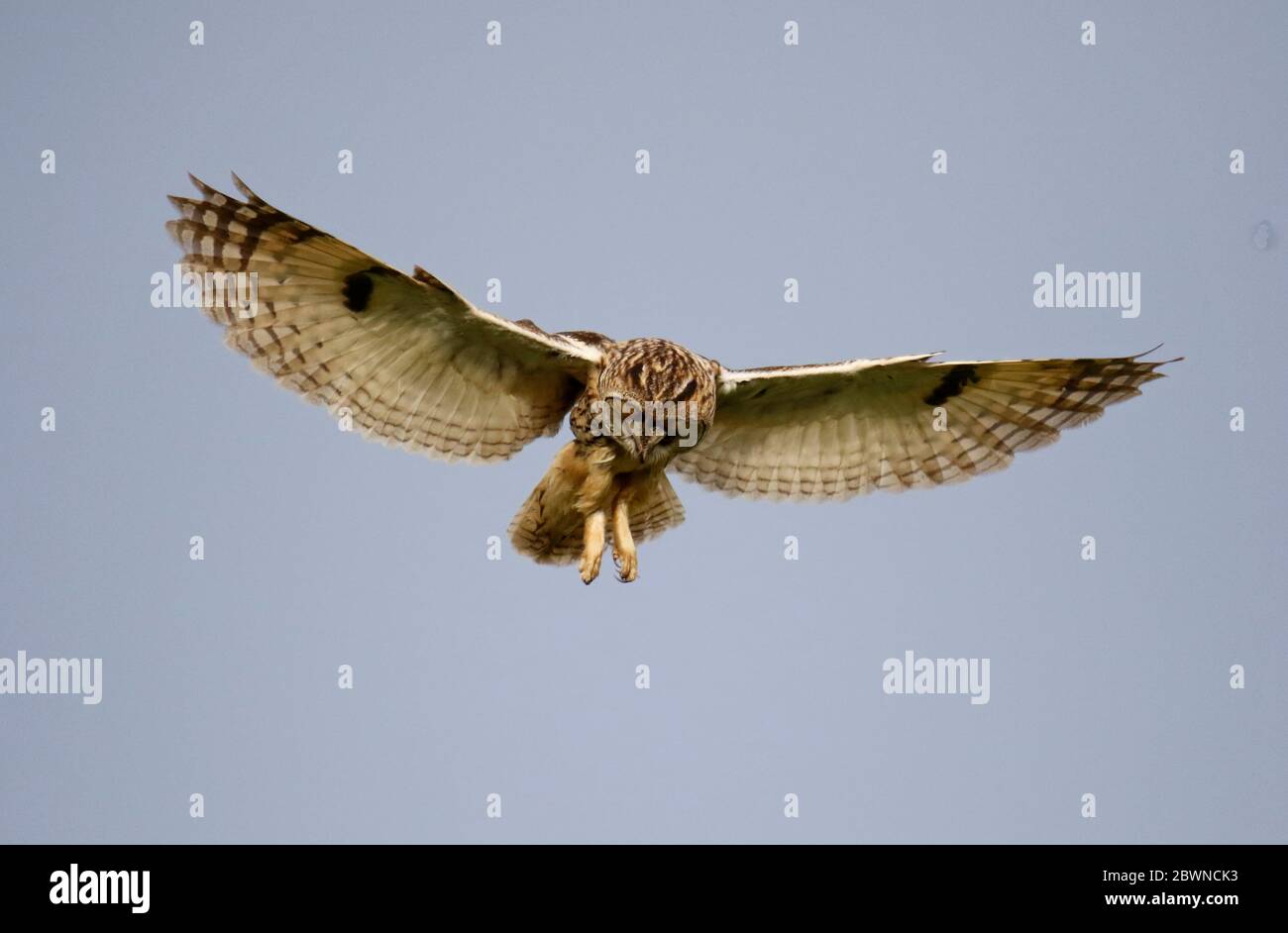 Waldohreule im flug -Fotos und -Bildmaterial in hoher Auflösung – Alamy