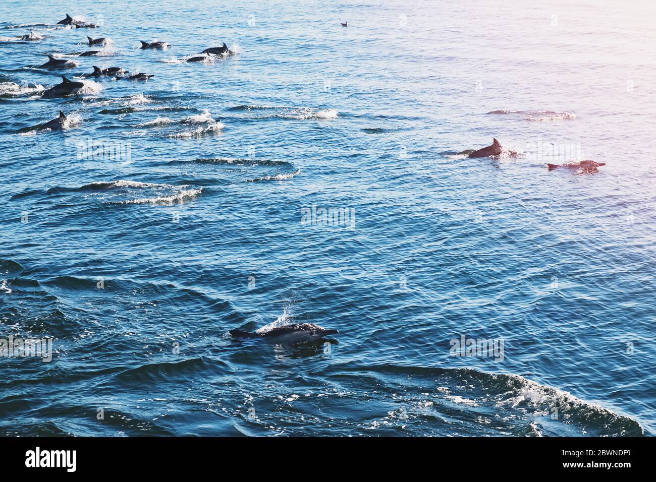 Delphine springen aus dem wasser -Fotos und -Bildmaterial in hoher ...