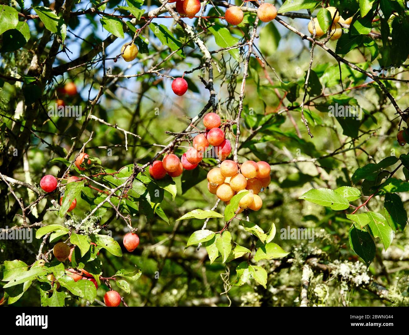 Heimische pflaumen -Fotos und -Bildmaterial in hoher Auflösung – Alamy