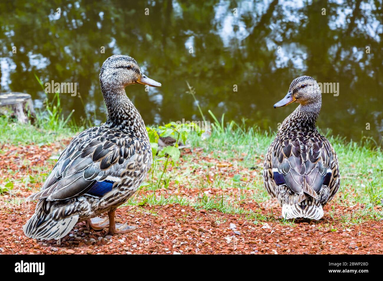 Enten sitzen zusammen -Fotos und -Bildmaterial in hoher Auflösung – Alamy