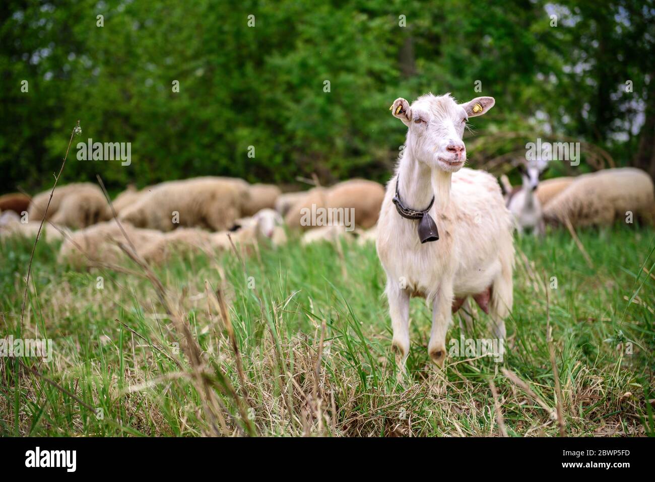 Eine gehörnte Ziege posiert für ein Foto. Am unteren Rand des Bildes ...