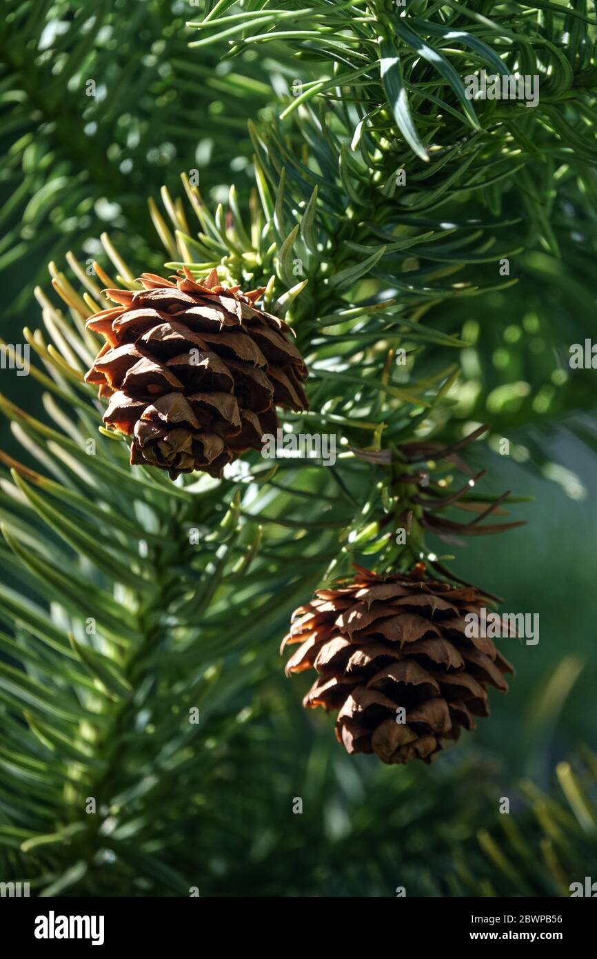 Nadelbaum nadeln -Fotos und -Bildmaterial in hoher Auflösung – Alamy