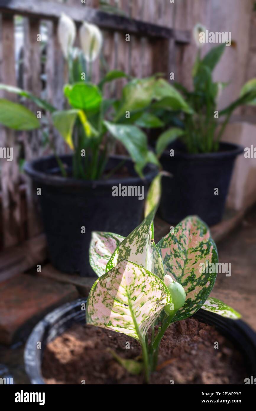 Aglaonema modestum -Fotos und -Bildmaterial in hoher Auflösung – Alamy
