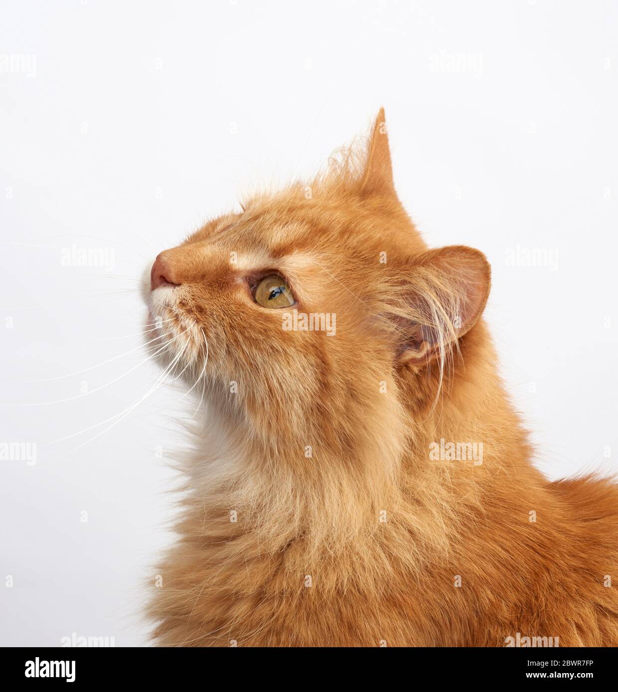 Seitenprofil Einer Katze Stockfotos und -bilder Kaufen - Alamy