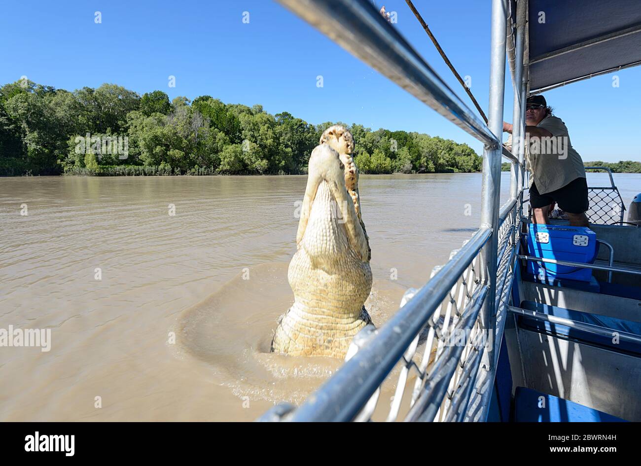 Feeding Saltwater Crocodile Australia Stockfotos und -bilder Kaufen - Alamy