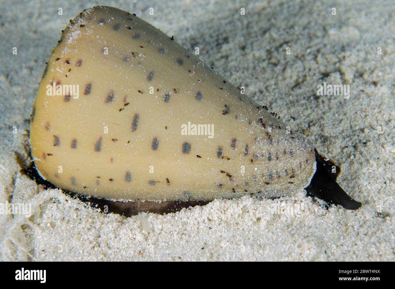 Lettered Cone Shell (Conus litteratus), Nachttauchgang, Tauchplatz für ...