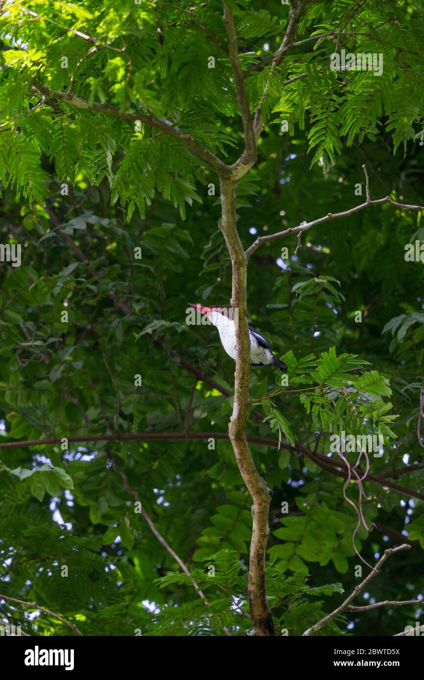 Halcyon badia -Fotos und -Bildmaterial in hoher Auflösung – Alamy
