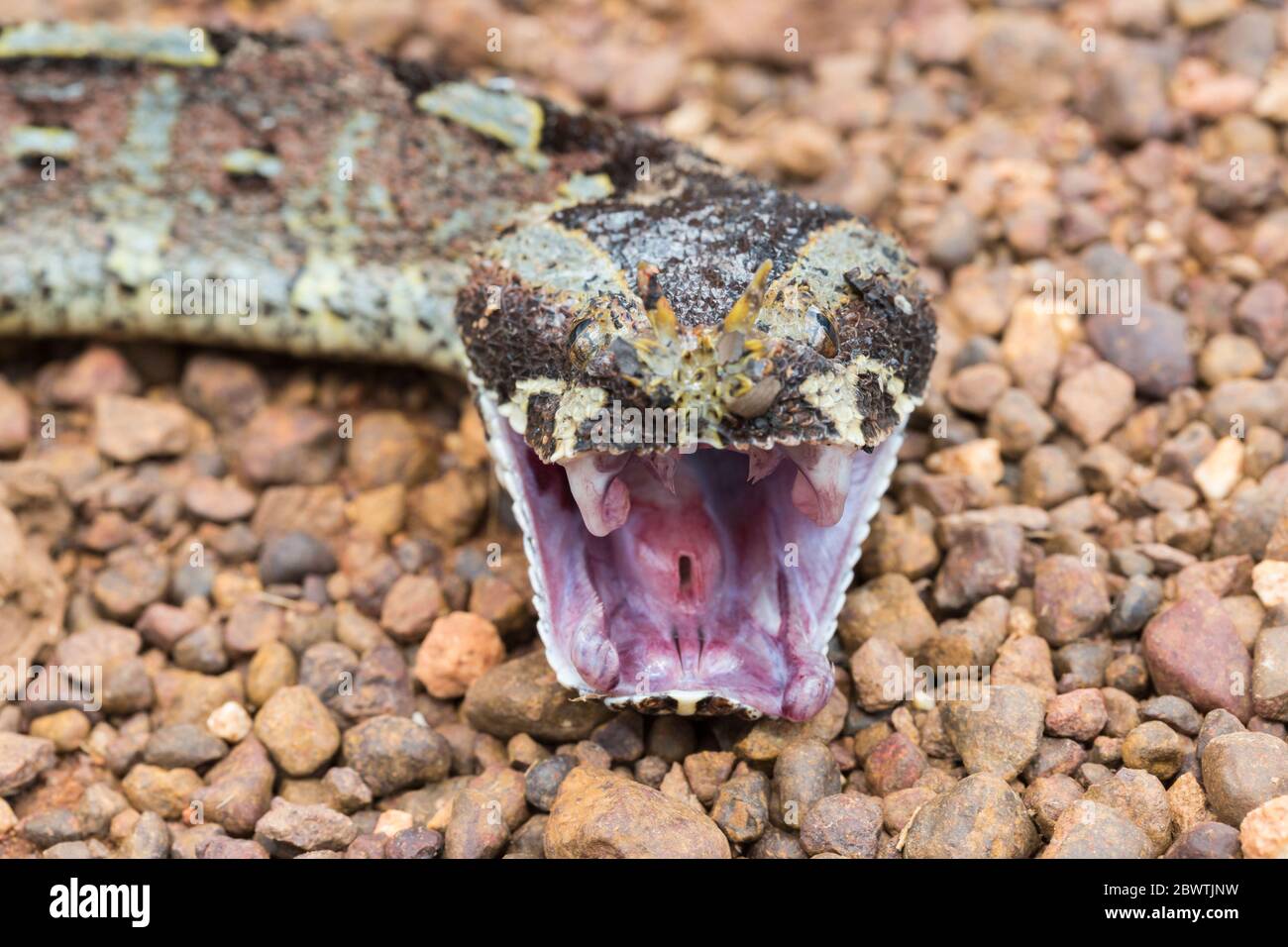 Bitis Nasicornis