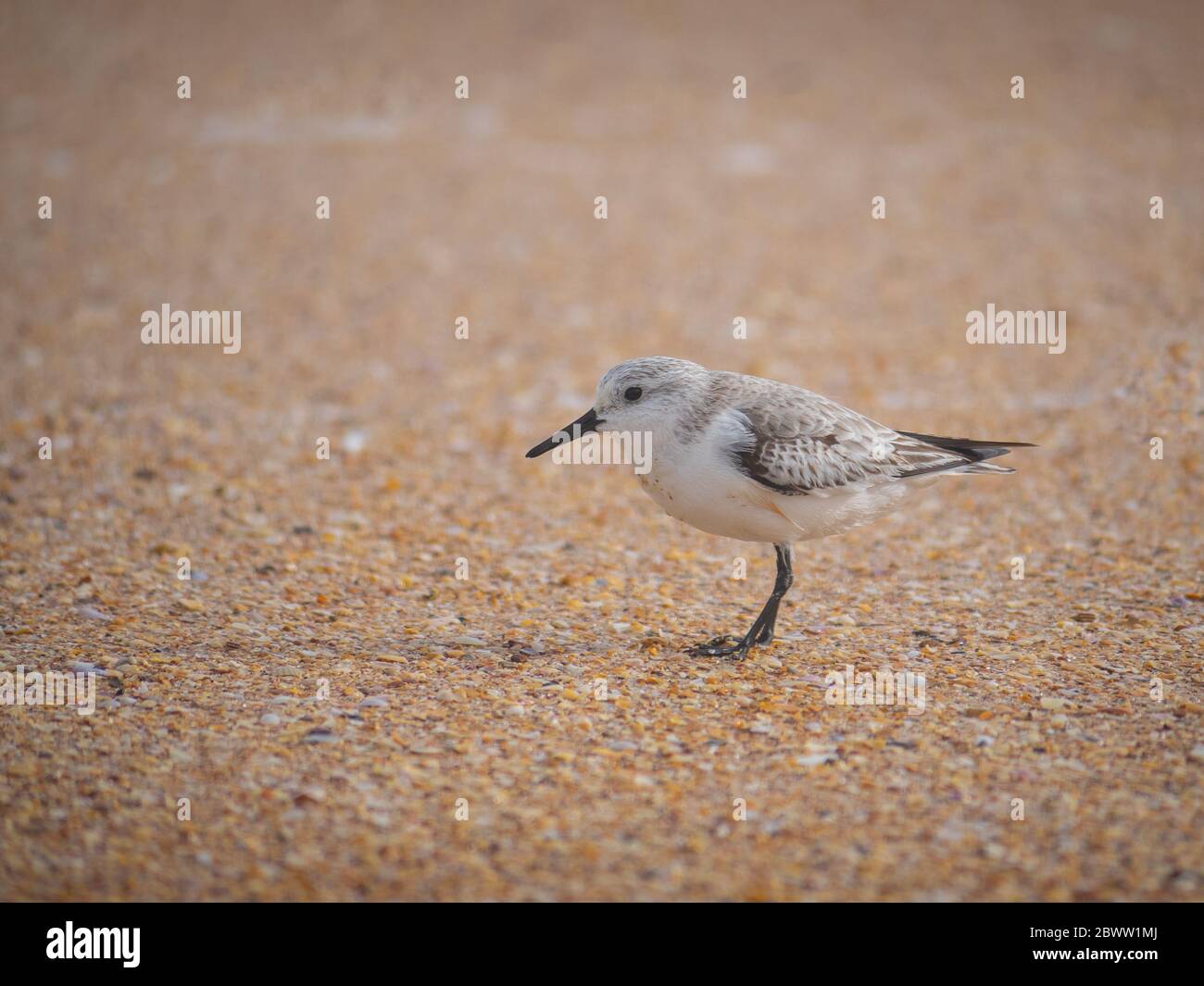 Wildtiere Im Wasser Stockfotos und -bilder Kaufen - Alamy