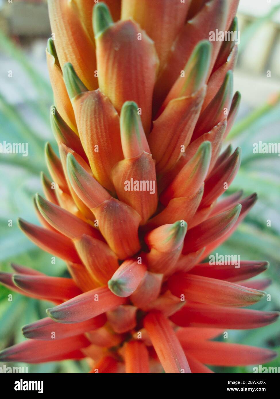 Seltene pflanzenwelt -Fotos und -Bildmaterial in hoher Auflösung – Alamy