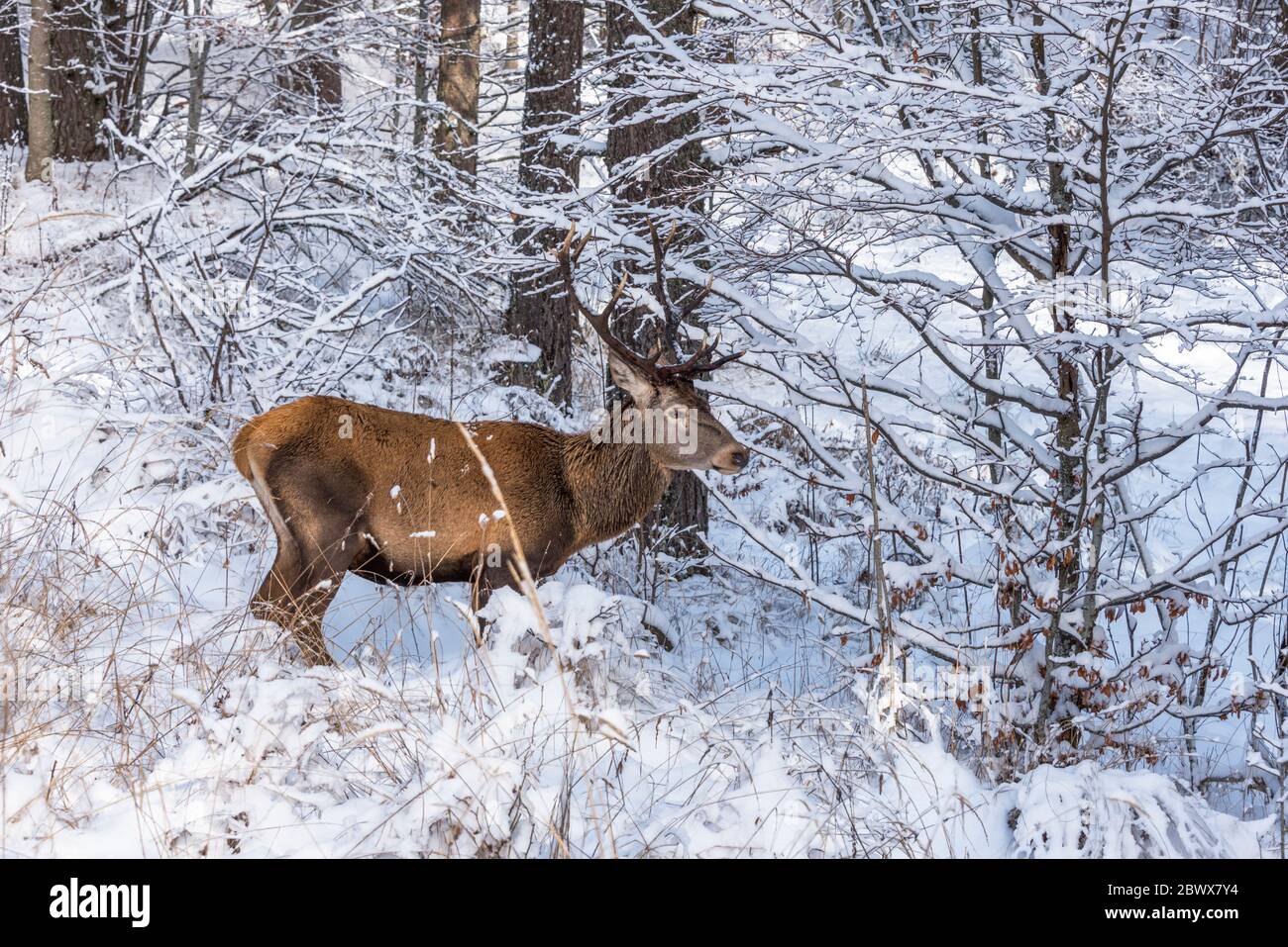 Reh futter winter -Fotos und -Bildmaterial in hoher Auflösung – Alamy