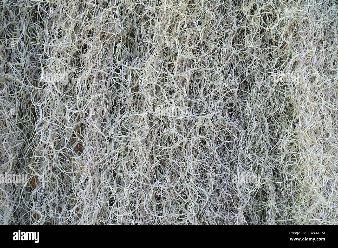 Spanisches moos muster -Fotos und -Bildmaterial in hoher Auflösung – Alamy