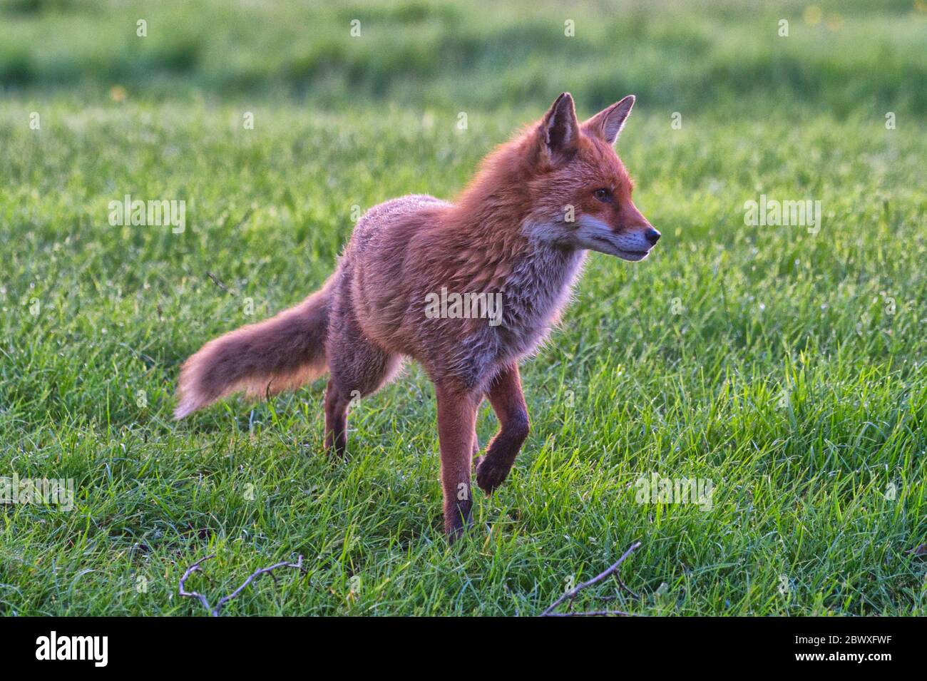 Seitlicher blickwinkel des rotfuchses -Fotos und -Bildmaterial in hoher ...