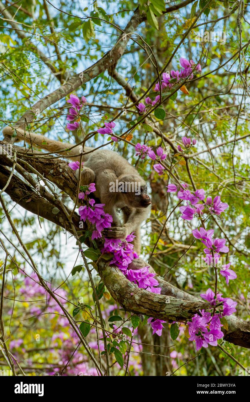 Nord muriqui affe brachyteles hipoxanthus -Fotos und -Bildmaterial in ...