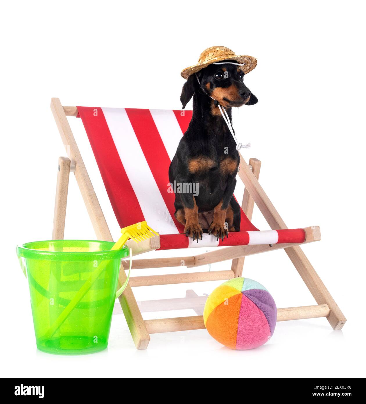 Dackel mit brille -Fotos und -Bildmaterial in hoher Auflösung – Alamy