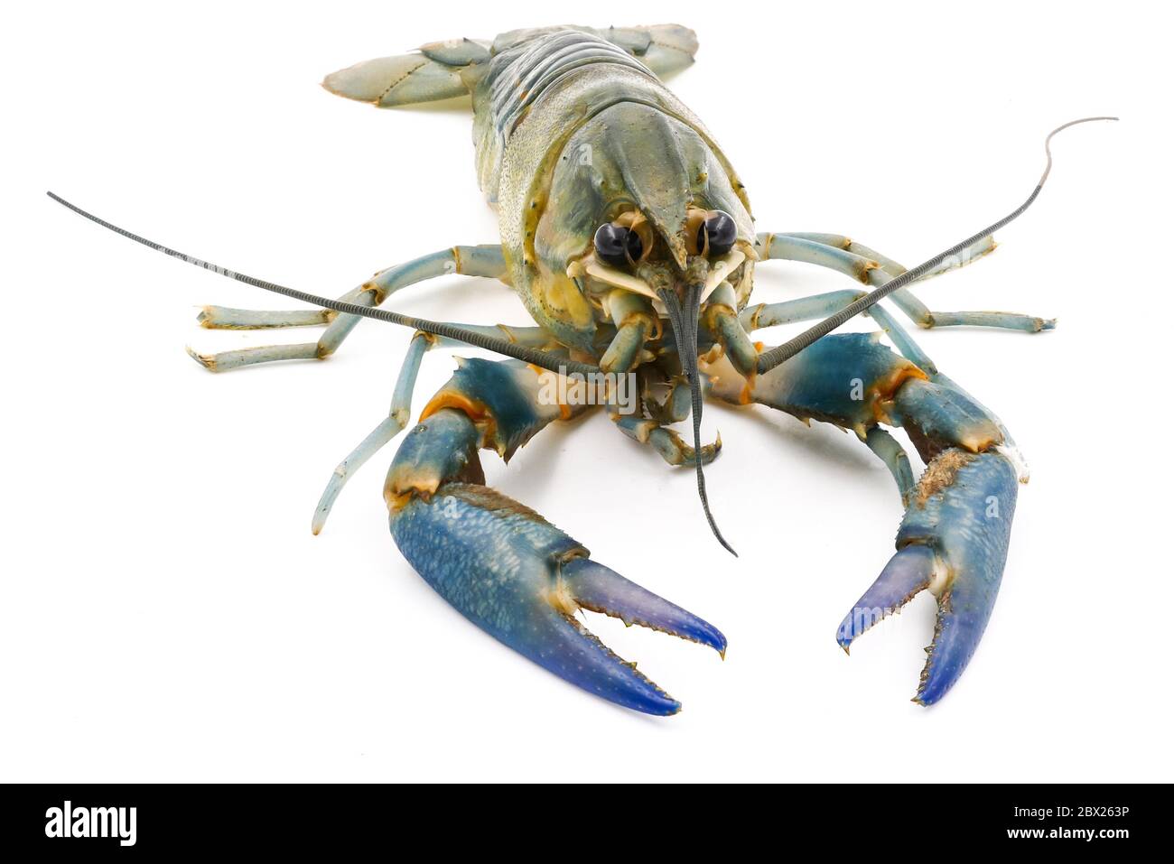 Australian Freshwater Fish Stockfotos und -bilder Kaufen - Alamy