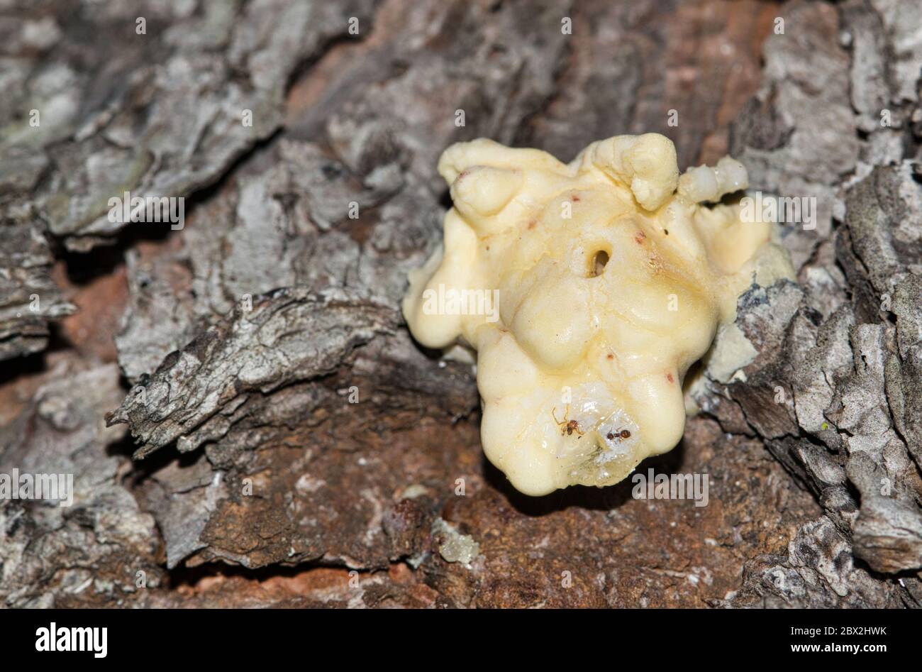 Kiefernstamm harz -Fotos und -Bildmaterial in hoher Auflösung – Alamy