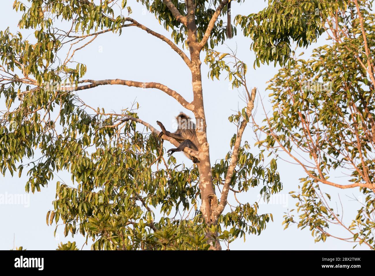 Trachypithecus Cristatus Cristatus Stockfotos und -bilder Kaufen - Alamy