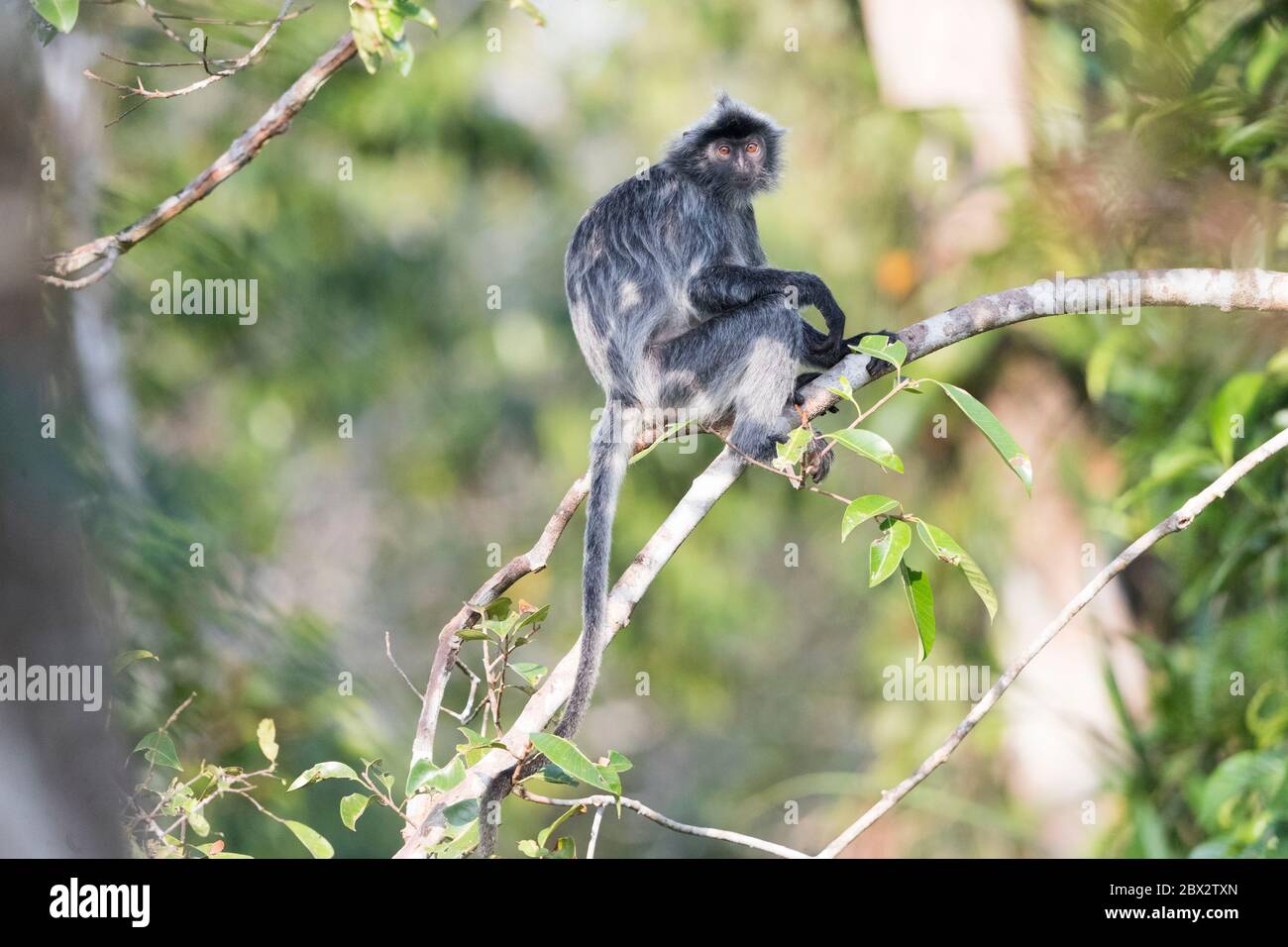 Trachypithecus Cristatus Cristatus Stockfotos und -bilder Kaufen - Alamy