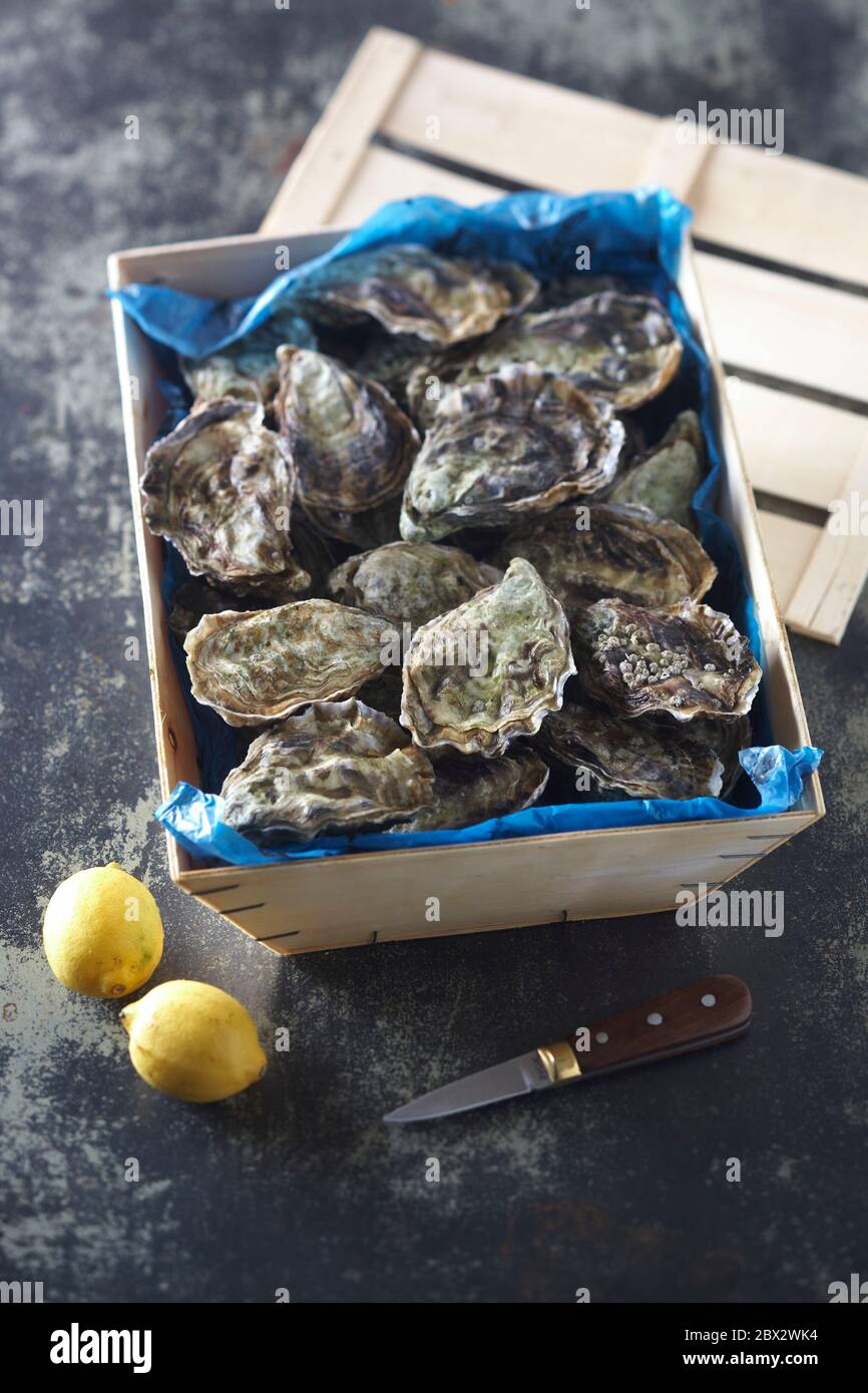 Auster aus der normandie -Fotos und -Bildmaterial in hoher Auflösung ...