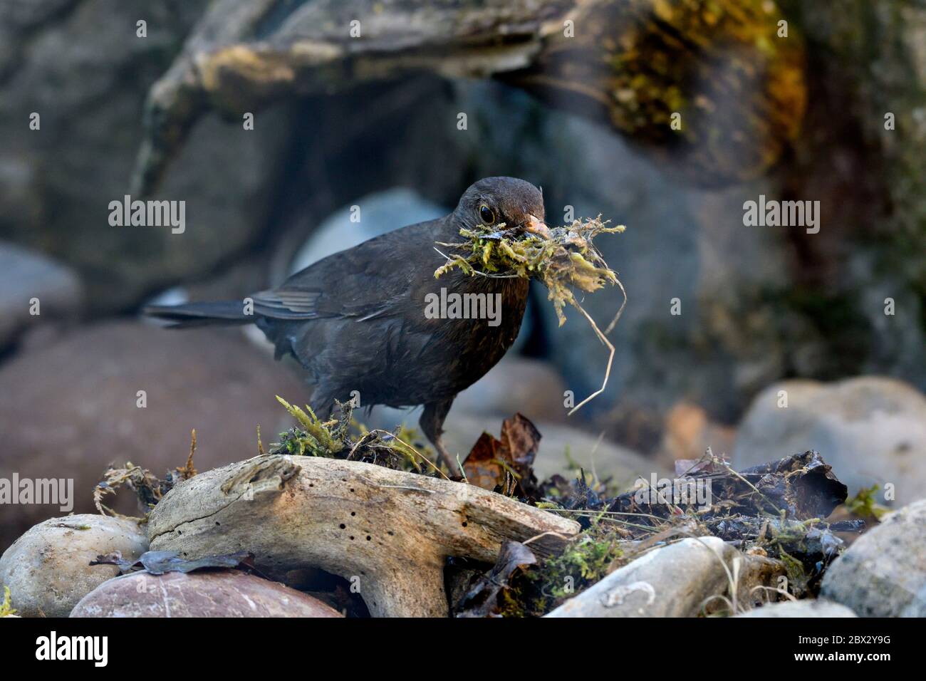 Frankreich, Doubs, Vogel, Amsel (Turdus merula), merlette, der seinen ...