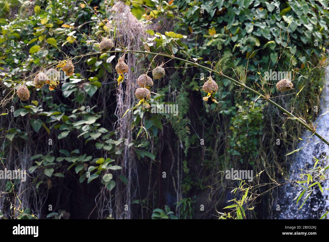 Auch bekannt als der spotted backed weaver oder black heade weaverin ...