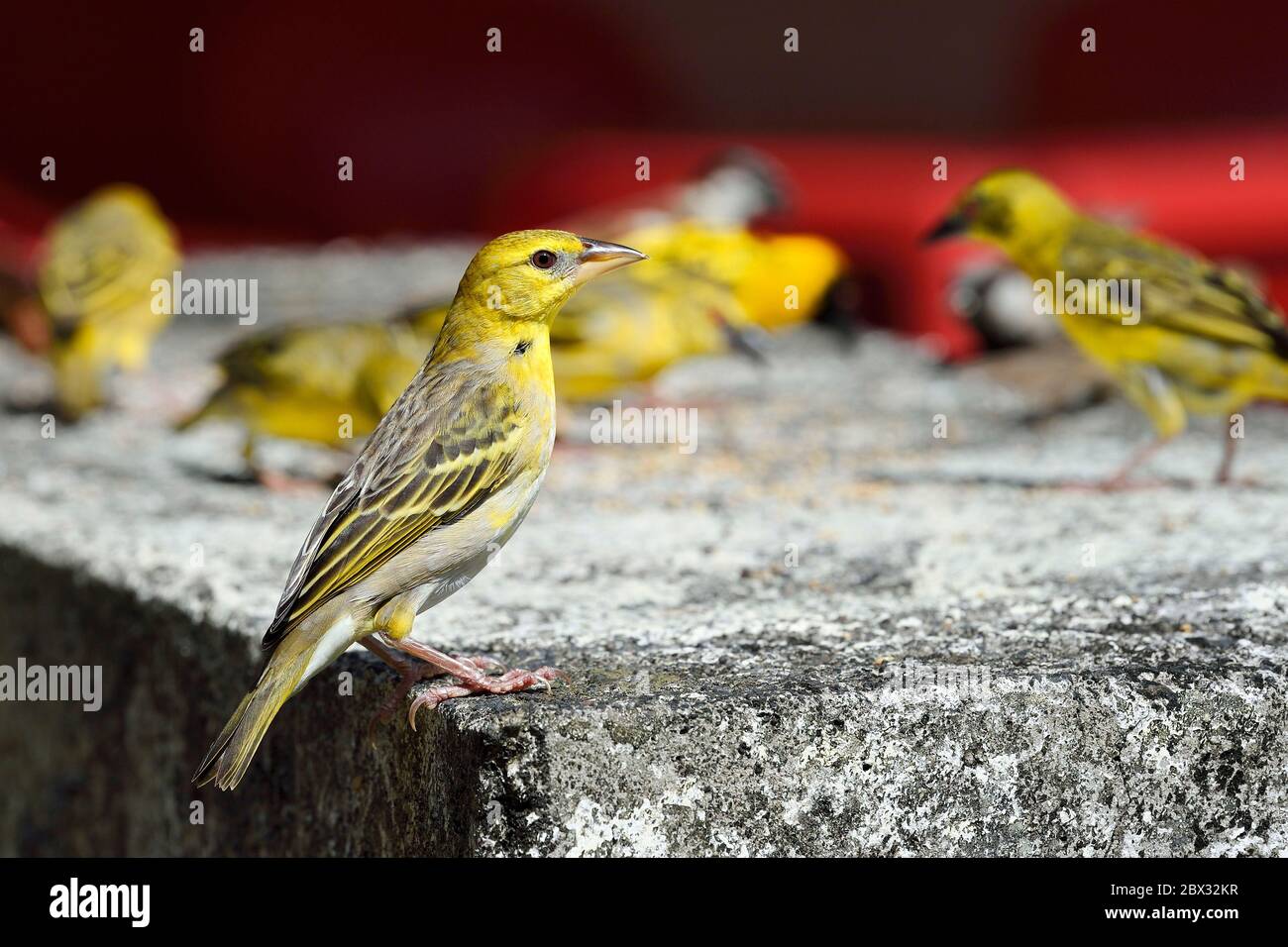 Auch bekannt als der spotted backed weaver oder black heade weaverin ...