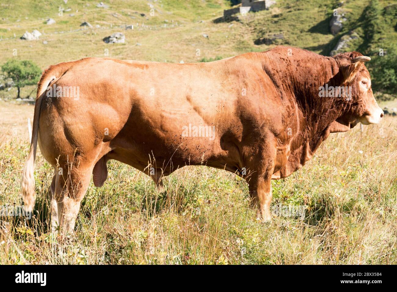 Limousin cattle outdoors -Fotos und -Bildmaterial in hoher Auflösung ...