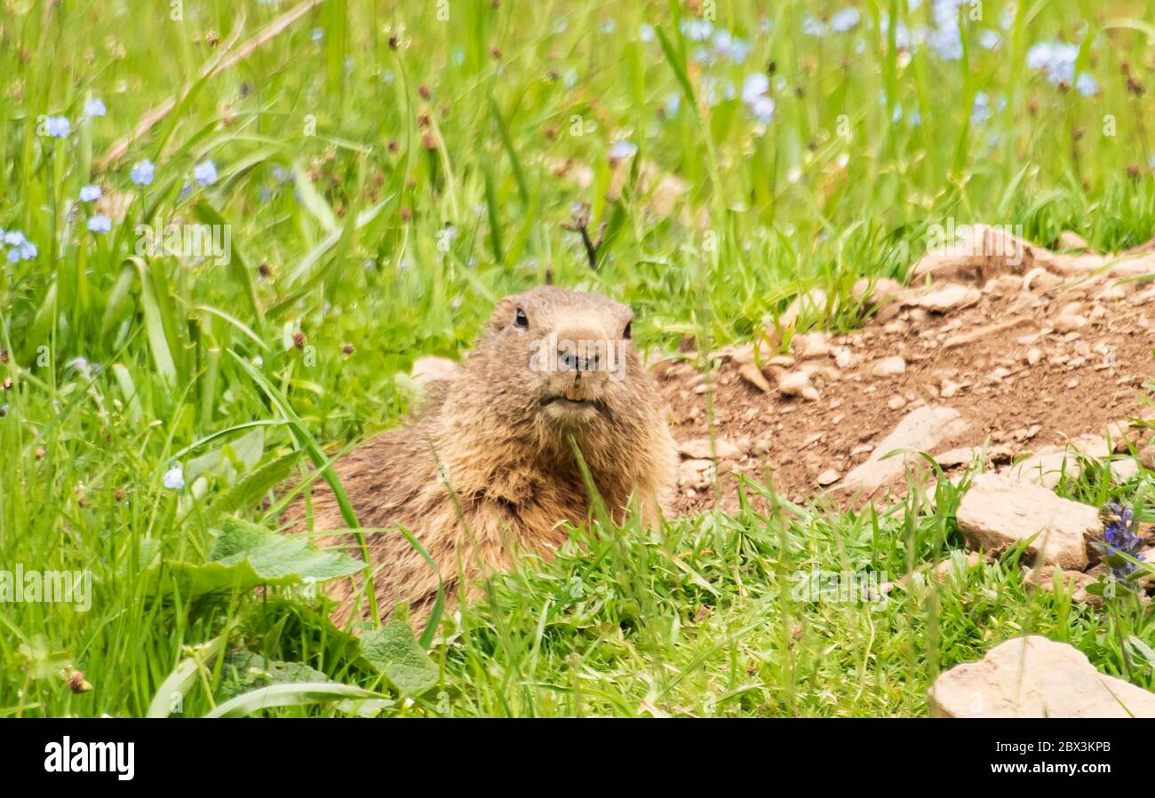 Murmeltiere der alpen -Fotos und -Bildmaterial in hoher Auflösung – Alamy