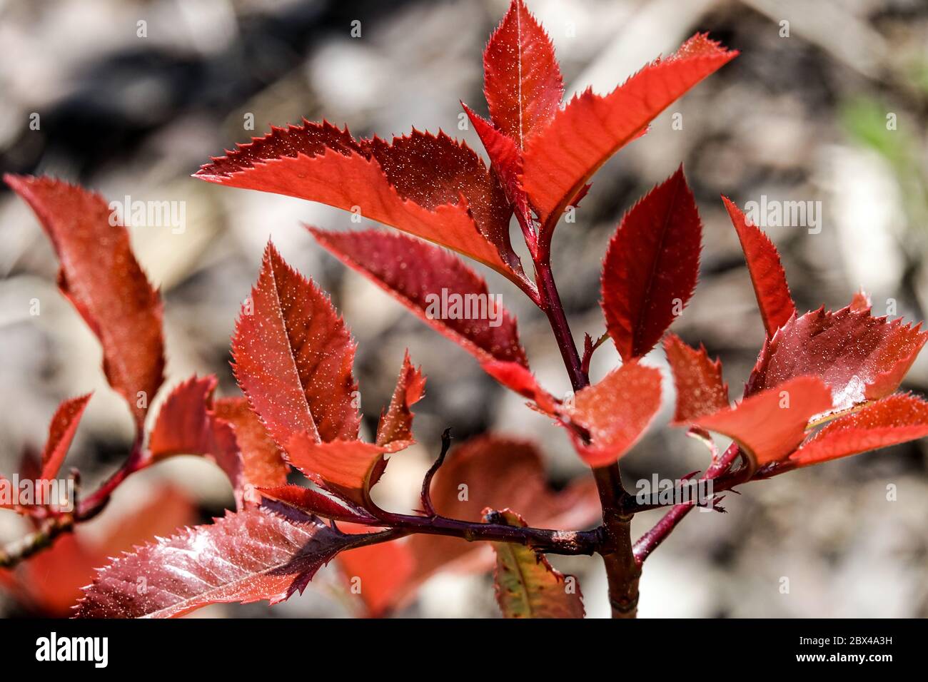 Photinia x fraseri 'Magical Volcano', Fraser mit roter Spitze Photinia ...