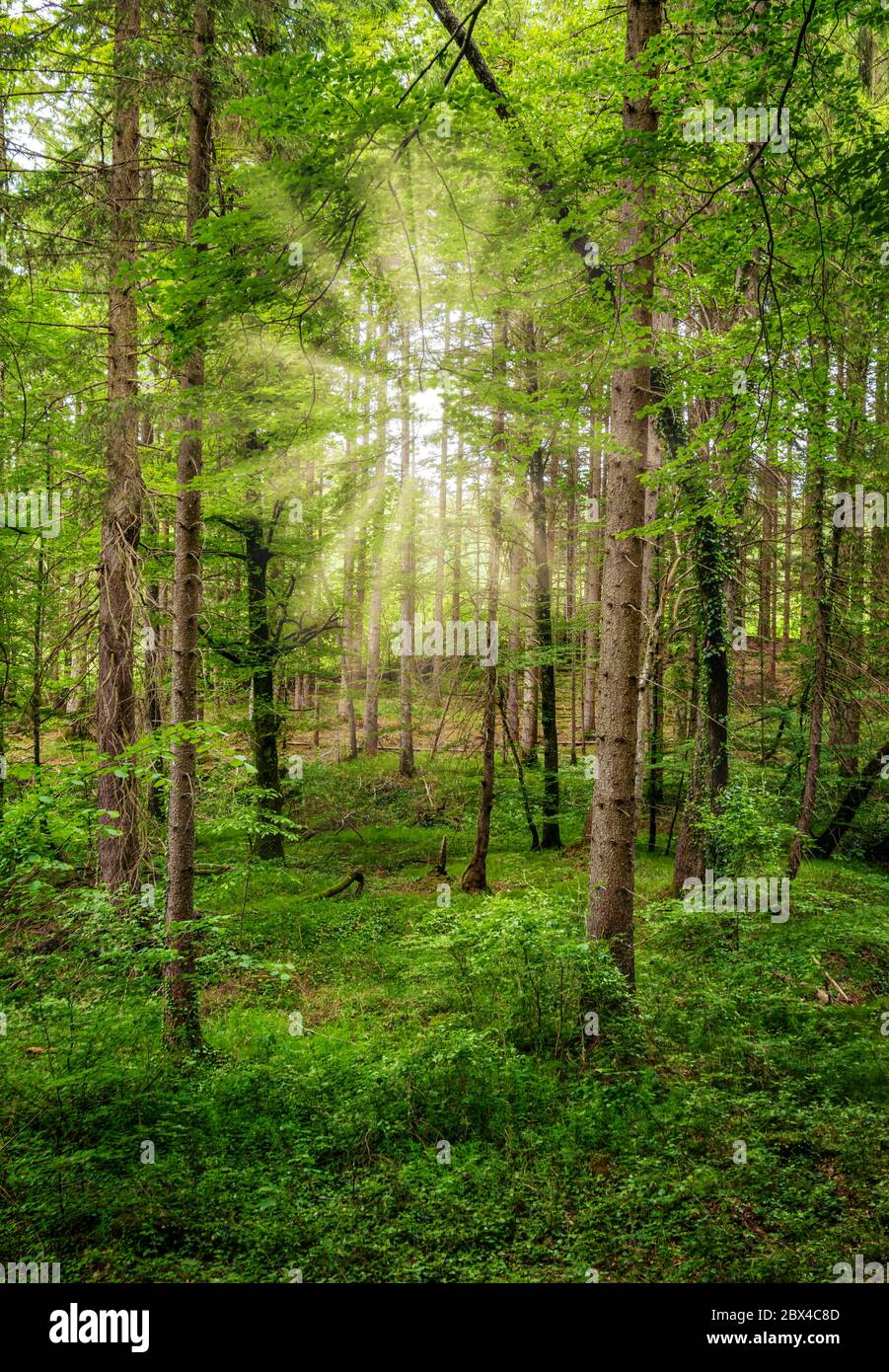 Wald mit Norwegen Fichten (Picea abies) und Europäische Buche (Fagus ...
