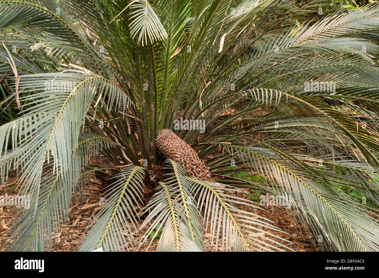Macrozamia communis -Fotos und -Bildmaterial in hoher Auflösung – Alamy