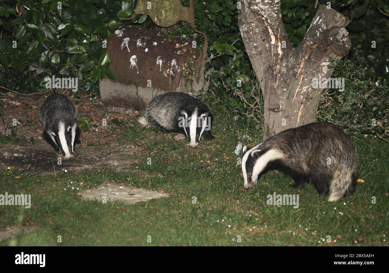 Dachse in der nacht -Fotos und -Bildmaterial in hoher Auflösung – Alamy