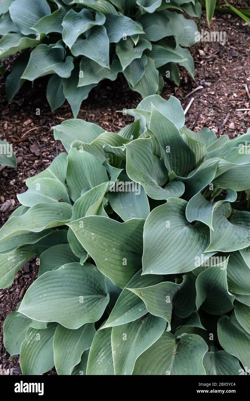 Hosta devon blau -Fotos und -Bildmaterial in hoher Auflösung – Alamy