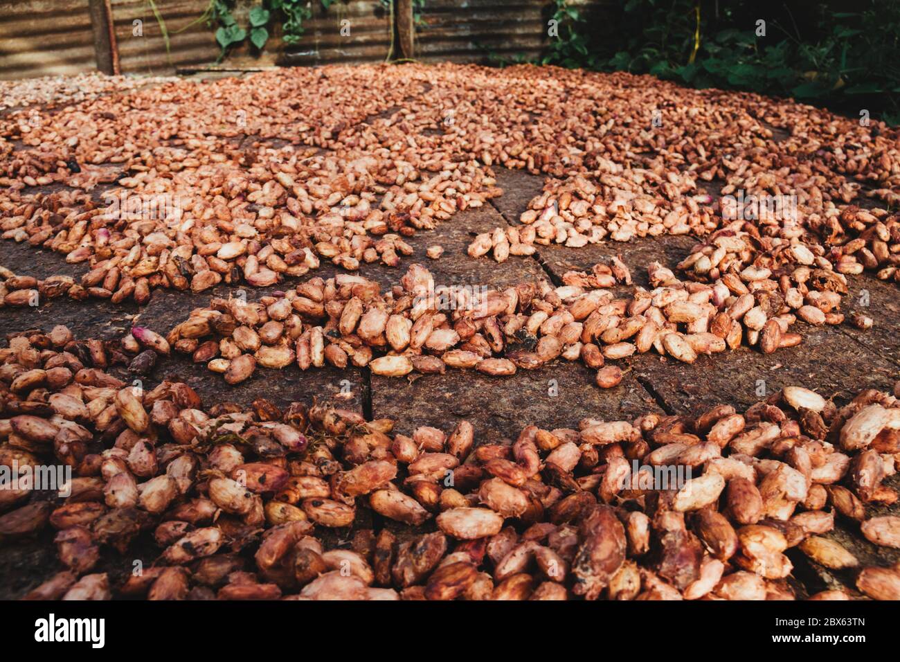 Kakaobohnen, die in der sonne trocknen -Fotos und -Bildmaterial in ...