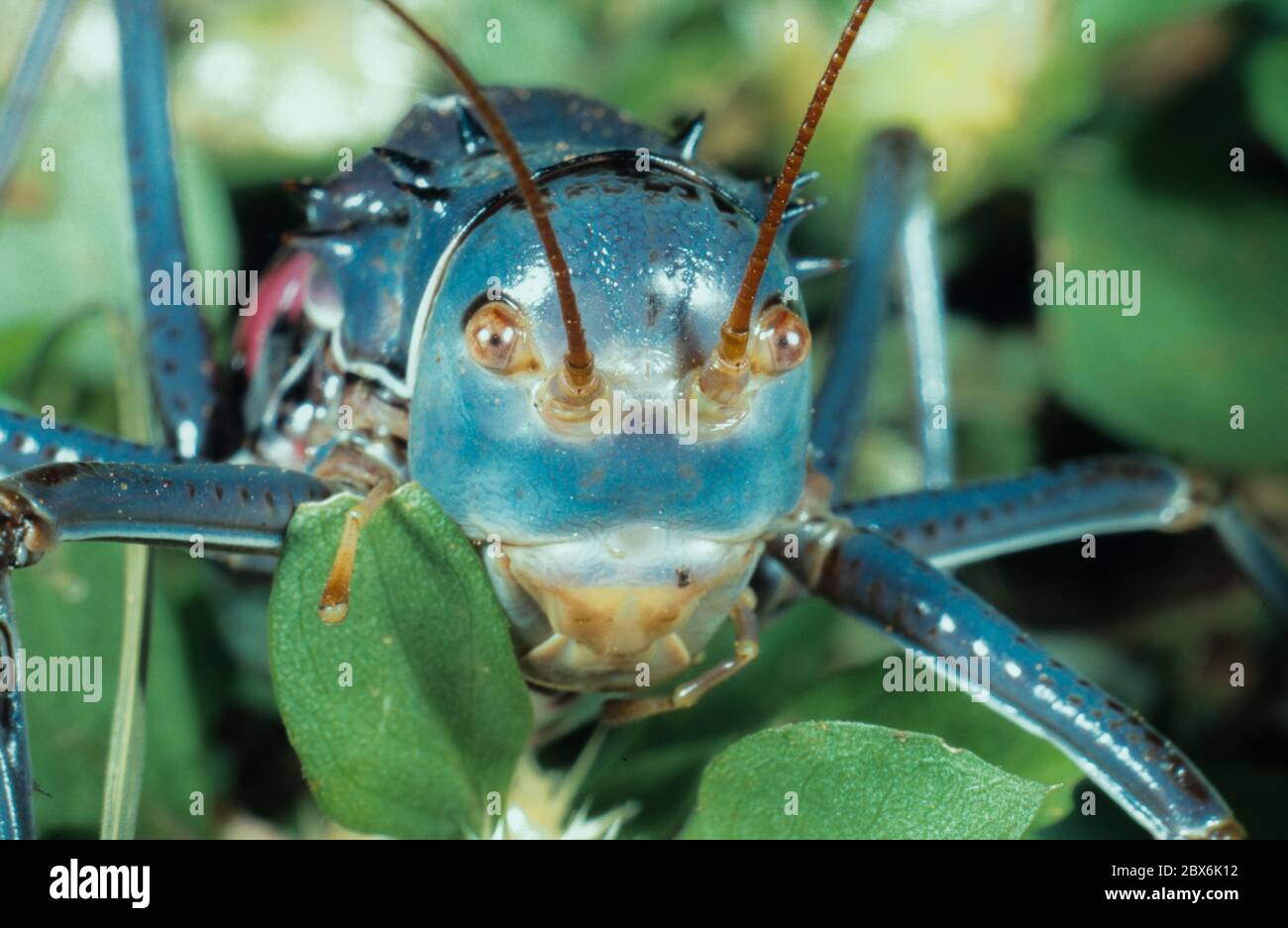 Langbeinige grille -Fotos und -Bildmaterial in hoher Auflösung – Alamy