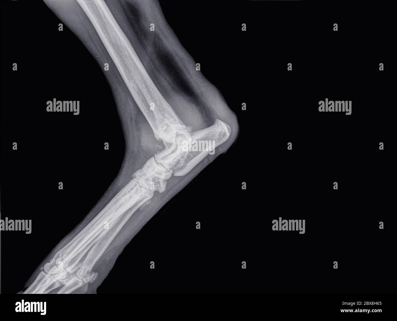 Die Anatomie Der Haustiere Humerus Stockfotos und -bilder Kaufen - Alamy