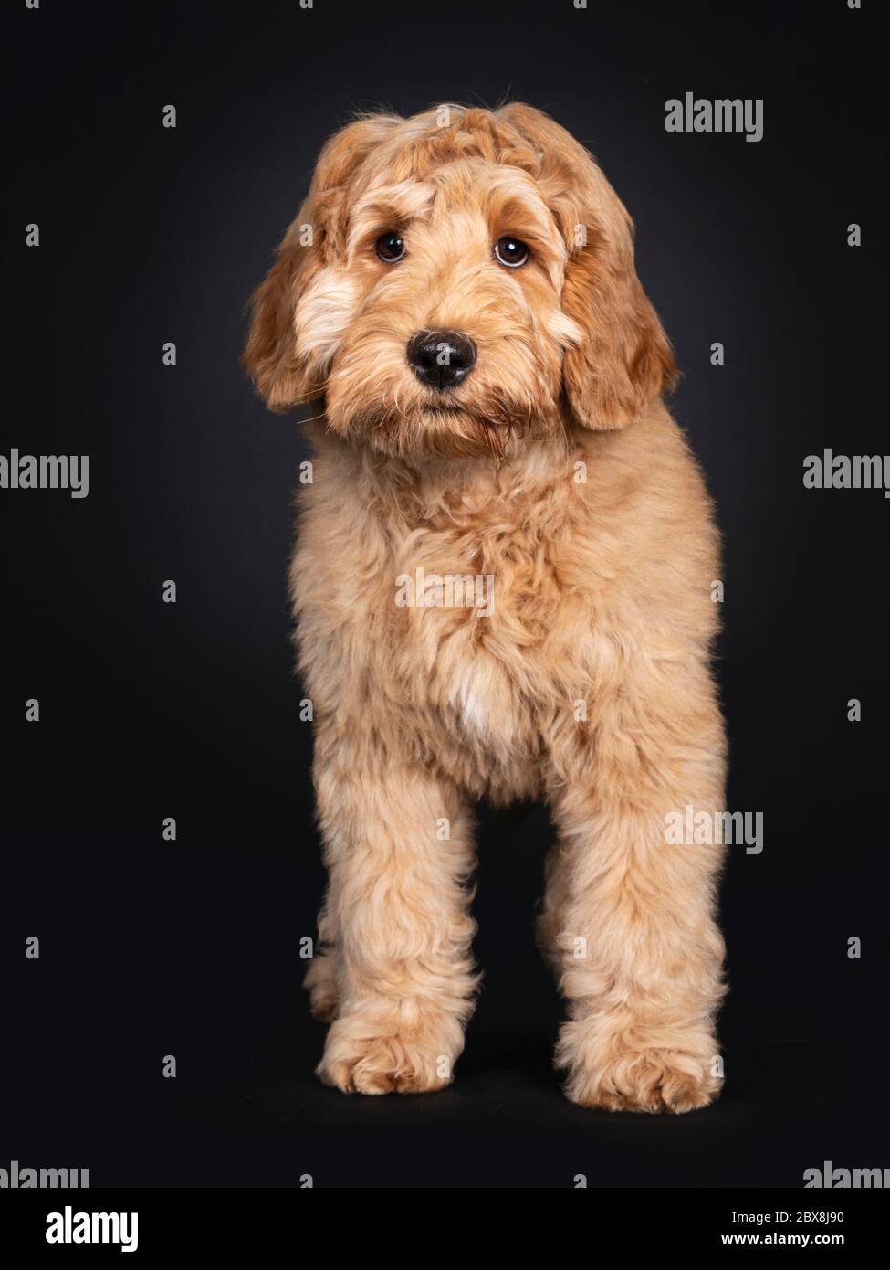 Labradoodle welpe -Fotos und -Bildmaterial in hoher Auflösung – Alamy